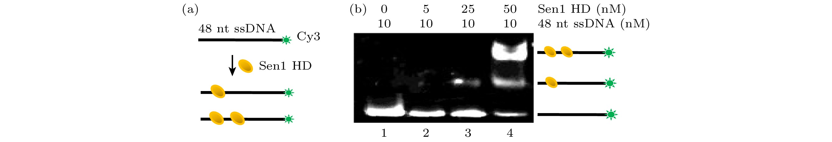 解旋酶Sen1行走机制的研究