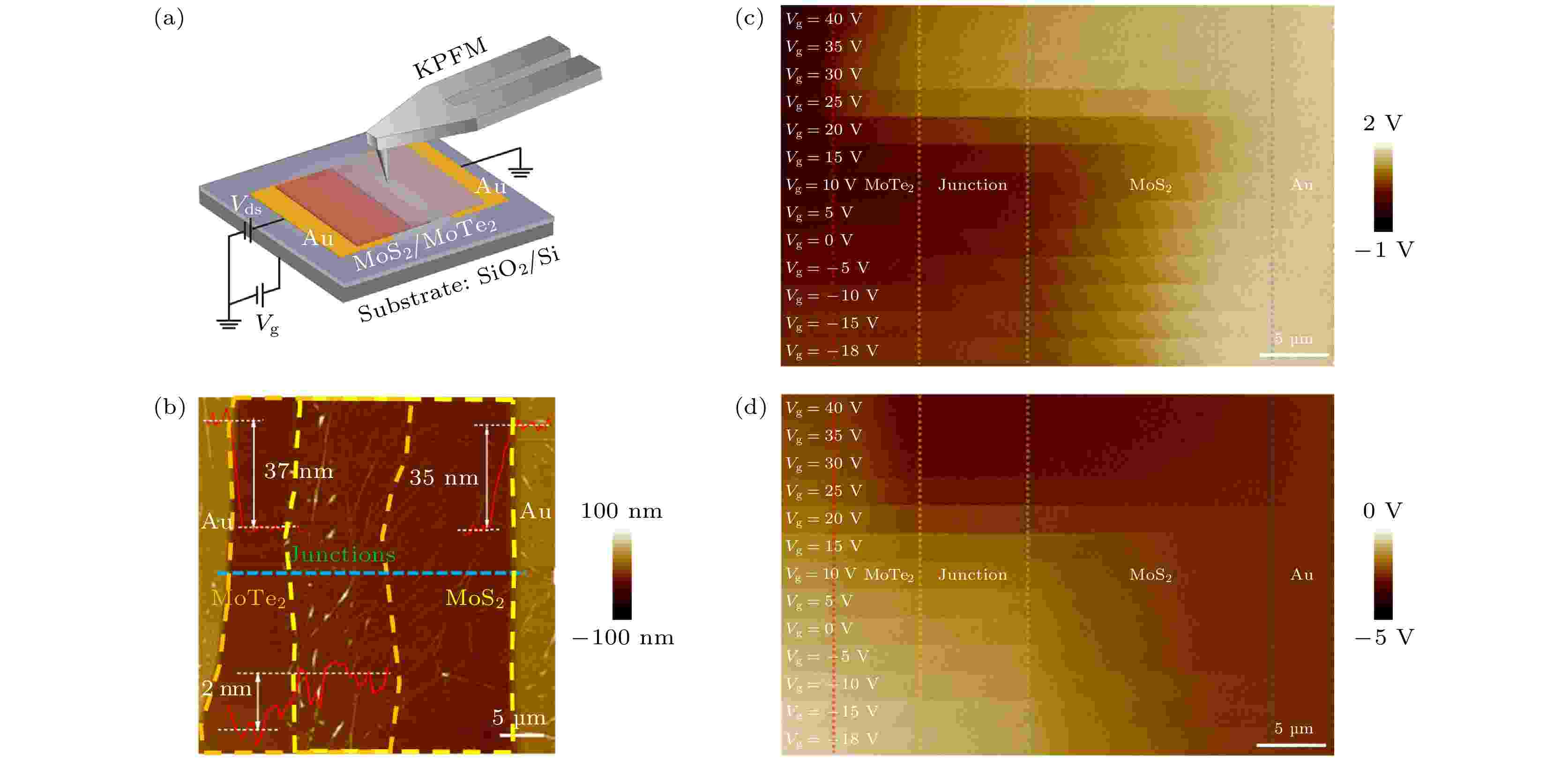 MoS 2 /MoTe 2 垂直异质结的电荷传输及其调制